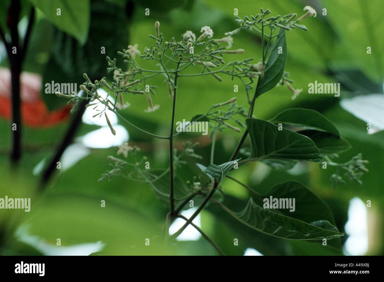 Rotes chinin -Fotos und -Bildmaterial in hoher Auflösung – Alamy