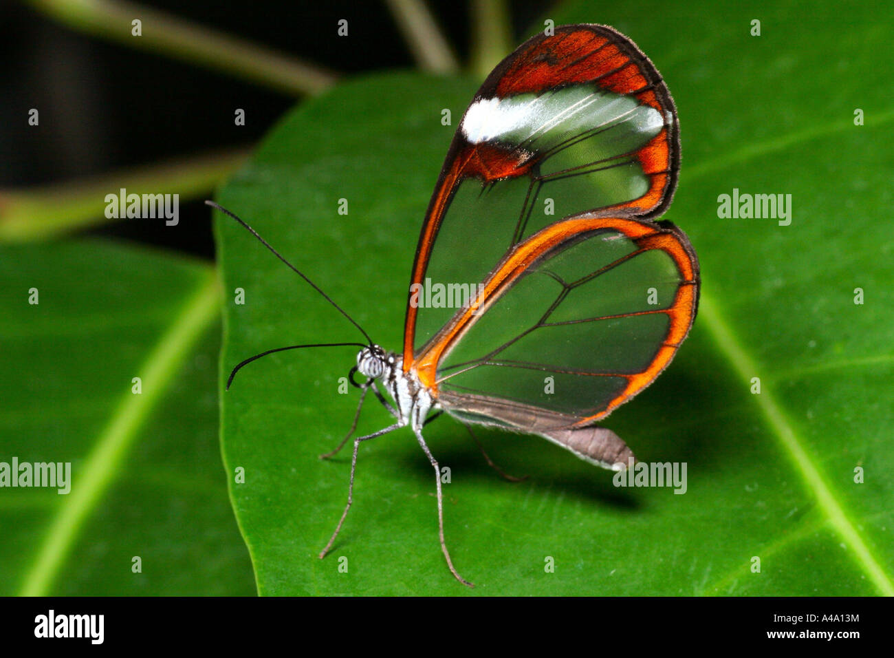 Menander schmetterling -Fotos und -Bildmaterial in hoher Auflösung – Alamy