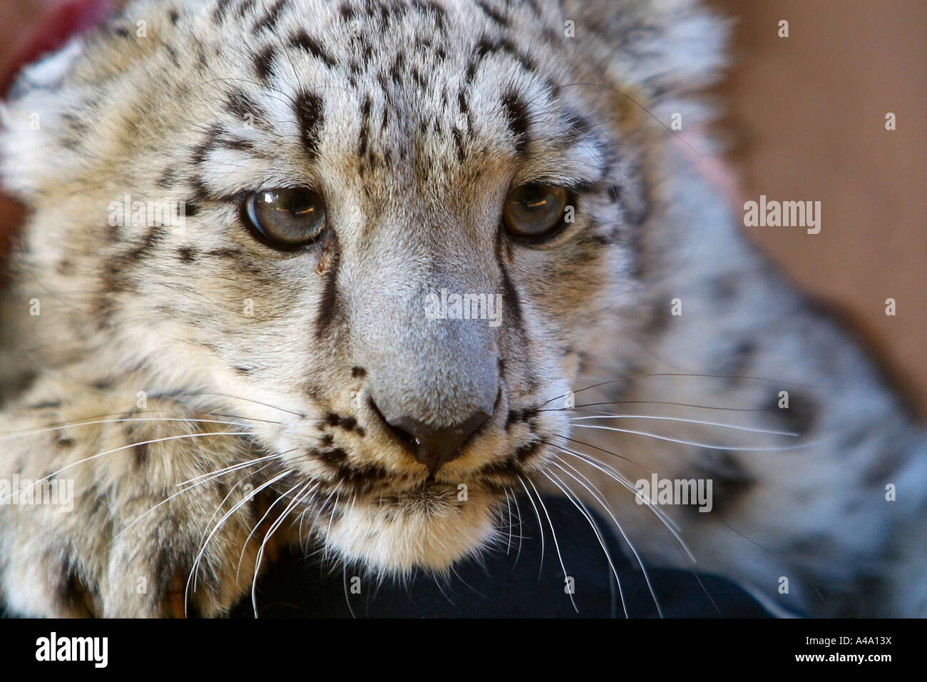 Cute baby leopard cub close up -Fotos und -Bildmaterial in hoher ...