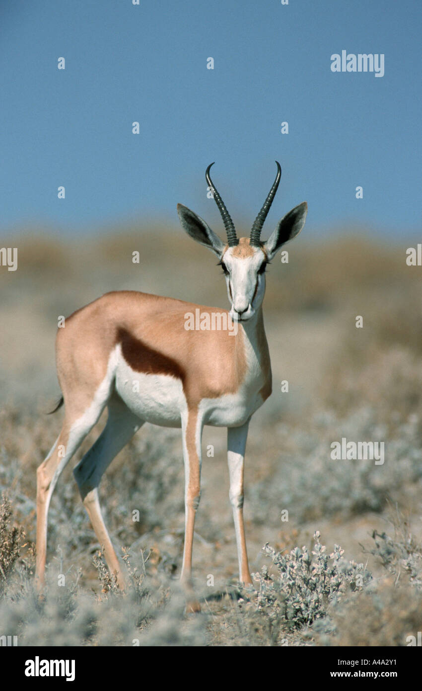 Parco degli springboks -Fotos und -Bildmaterial in hoher Auflösung – Alamy
