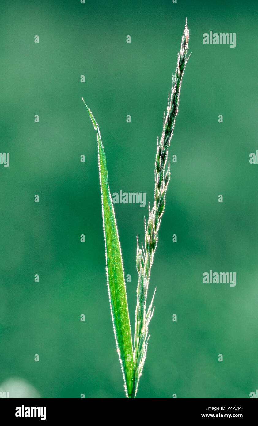 Quackgrass agropyron repens -Fotos und -Bildmaterial in hoher Auflösung ...