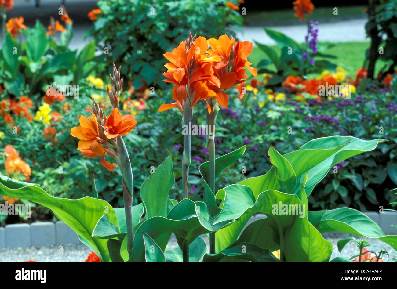Canna x generalis -Fotos und -Bildmaterial in hoher Auflösung – Alamy