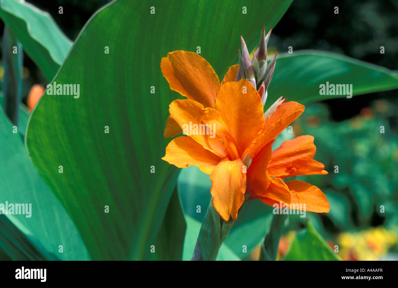 Canna x generalis -Fotos und -Bildmaterial in hoher Auflösung – Alamy