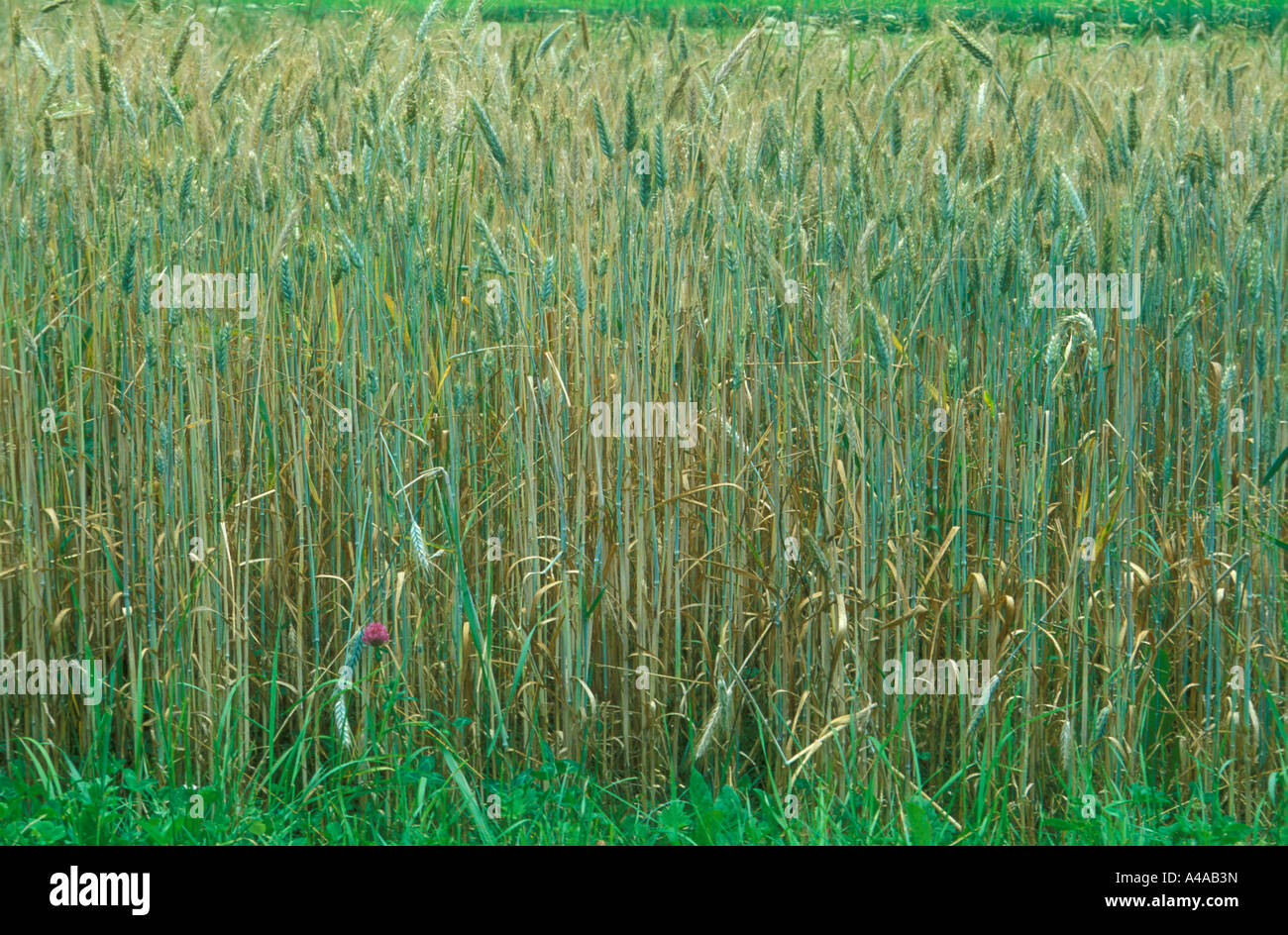 Gras durum -Fotos und -Bildmaterial in hoher Auflösung – Alamy