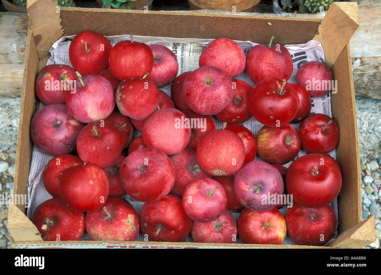 Apfel jonathan -Fotos und -Bildmaterial in hoher Auflösung – Alamy