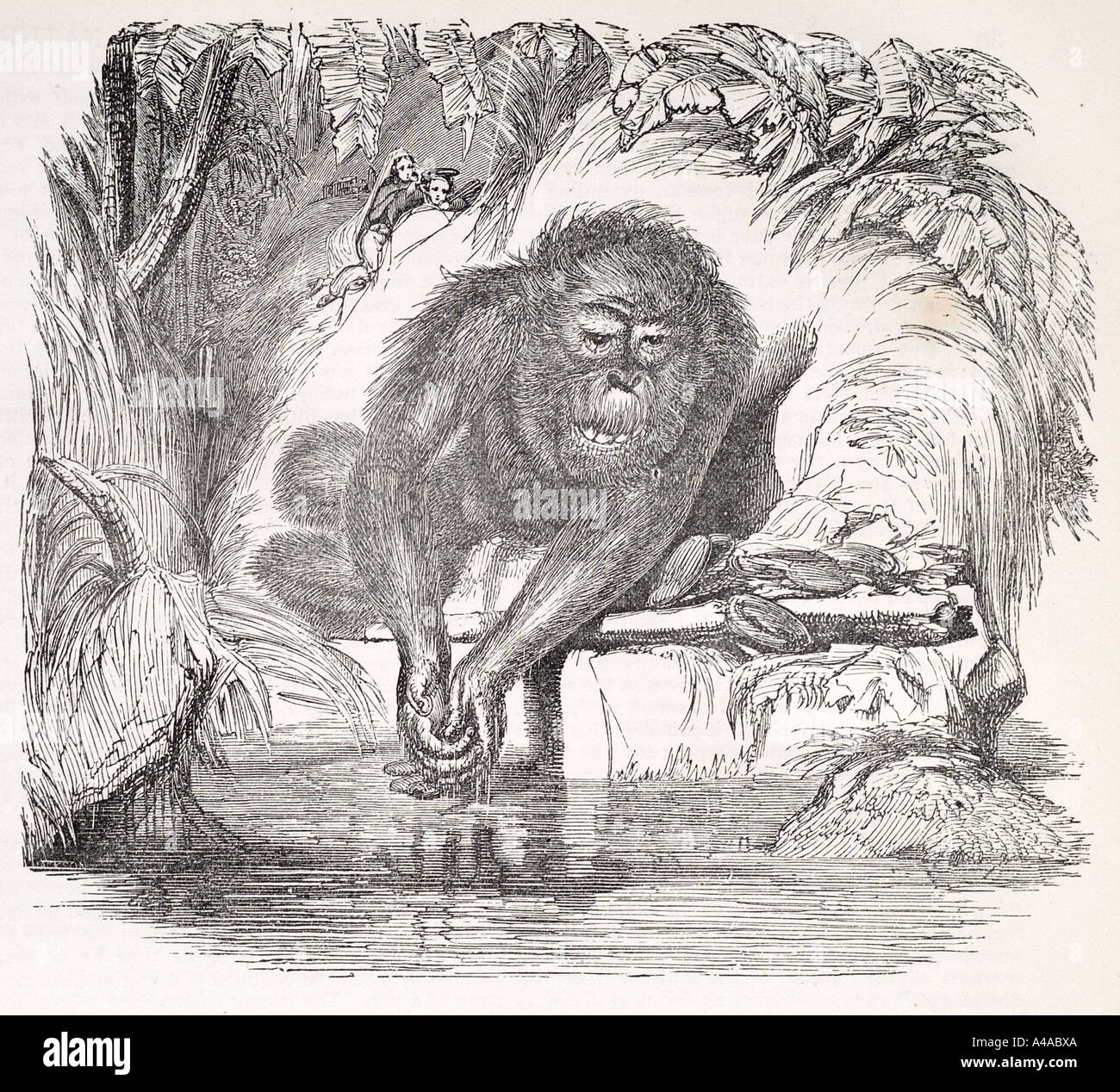 Affe und fuchs -Fotos und -Bildmaterial in hoher Auflösung – Alamy