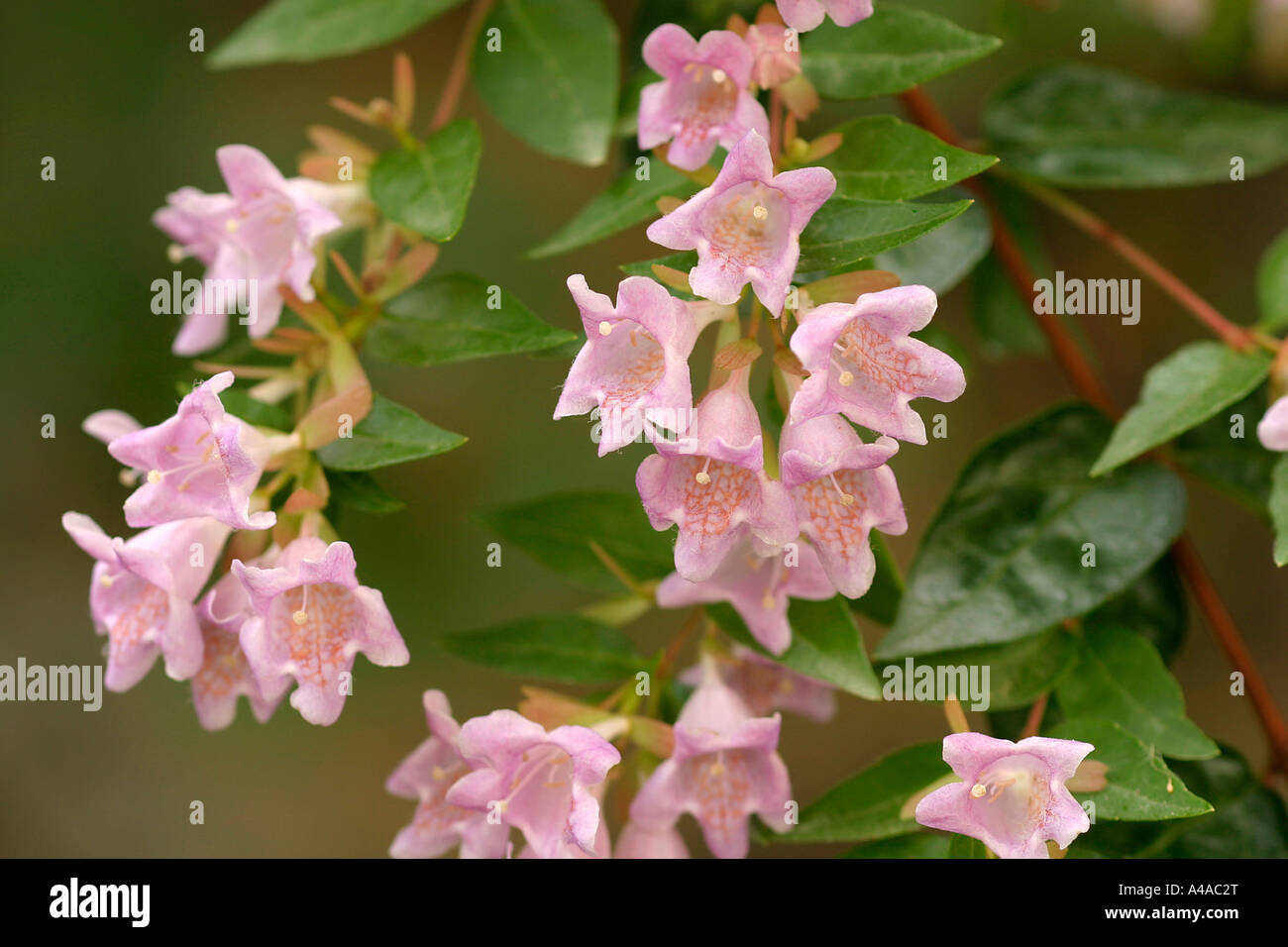 Chinesische abelie -Fotos und -Bildmaterial in hoher Auflösung – Alamy