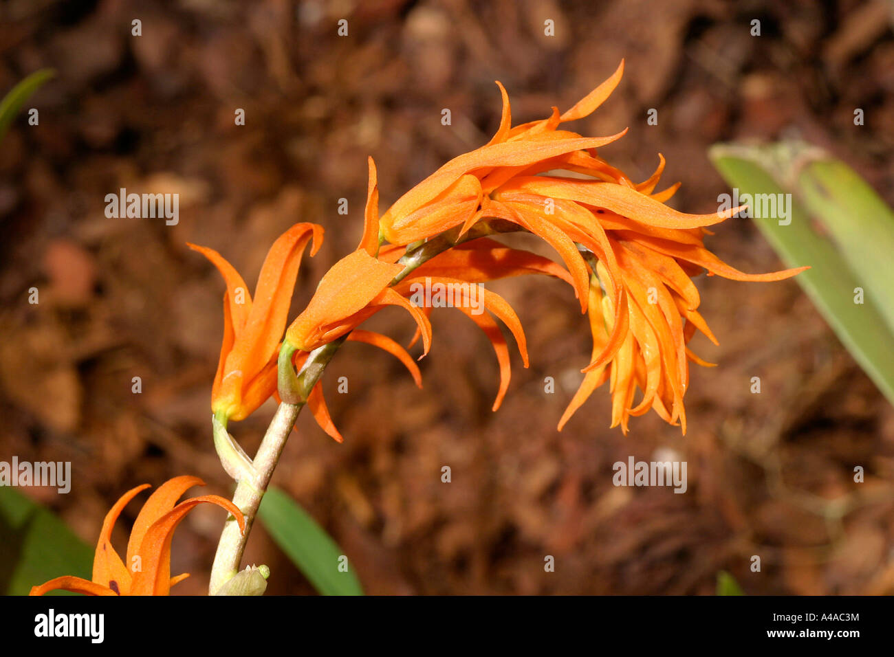 Ada aurantiaca orchid -Fotos und -Bildmaterial in hoher Auflösung – Alamy