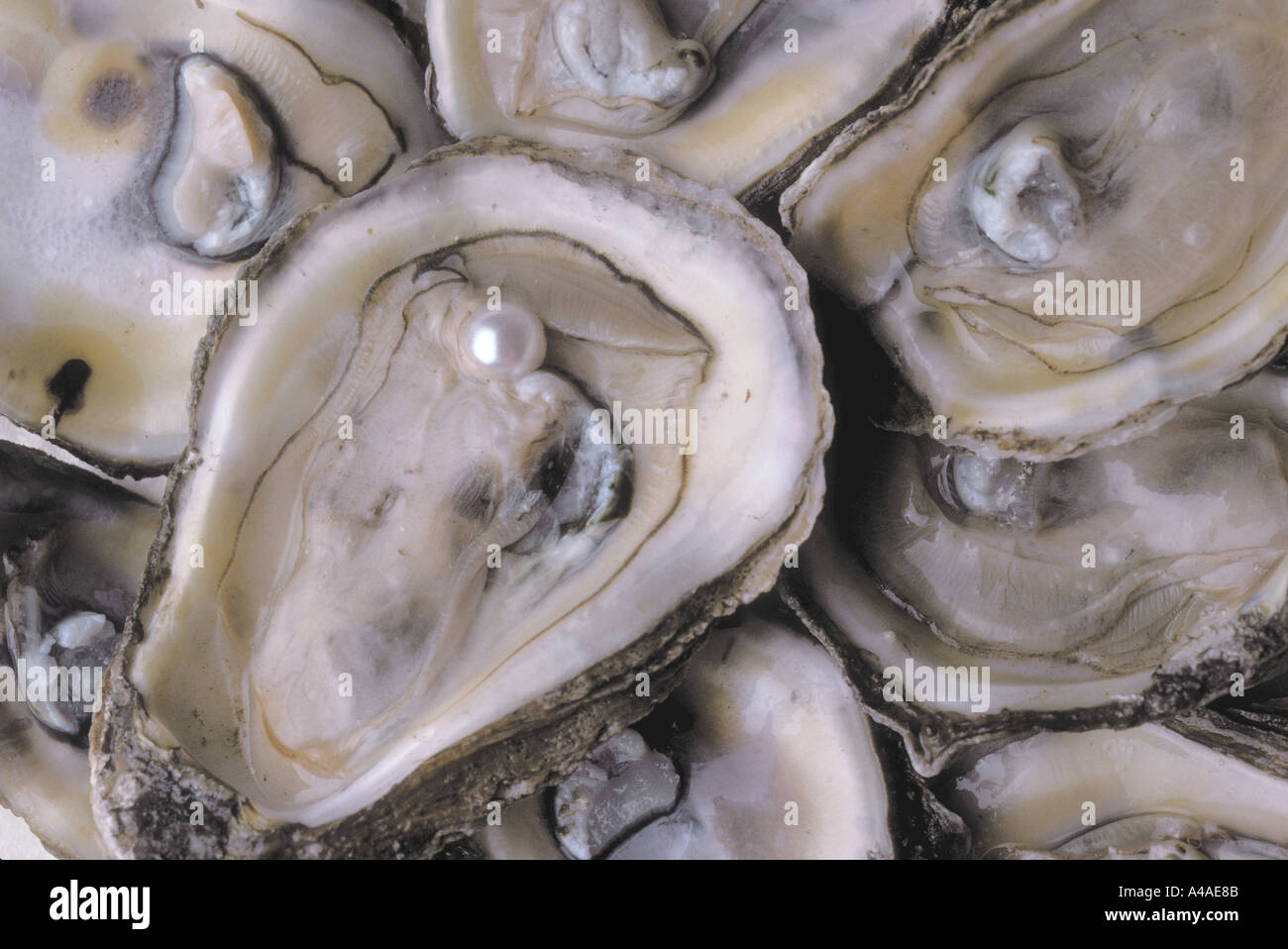 Muschel perle -Fotos und -Bildmaterial in hoher Auflösung – Alamy