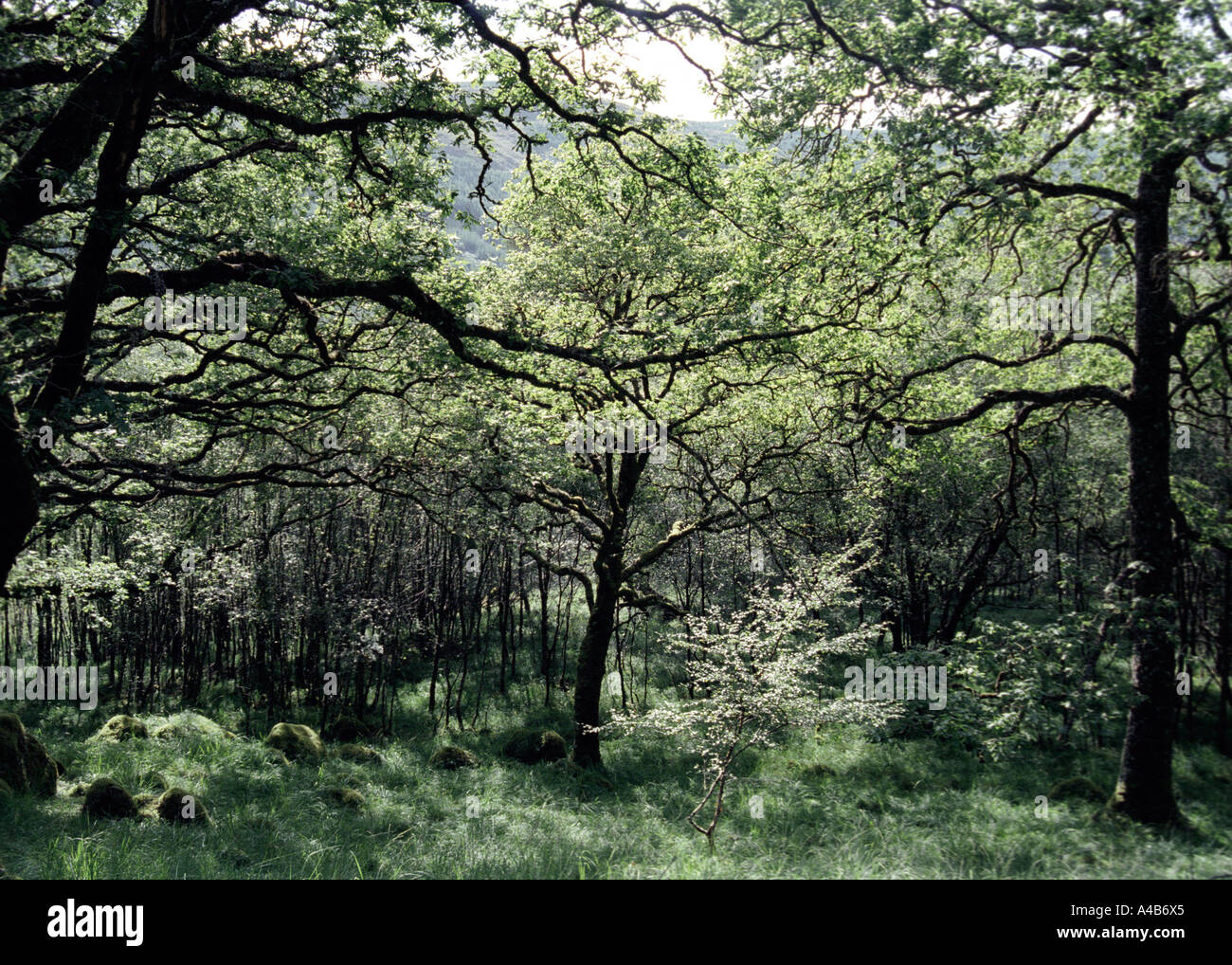 Ariundle naturschutzgebiet -Fotos und -Bildmaterial in hoher Auflösung ...