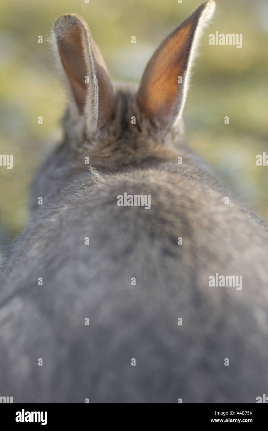 Rückansicht einer Hasenohren Stockfotografie - Alamy