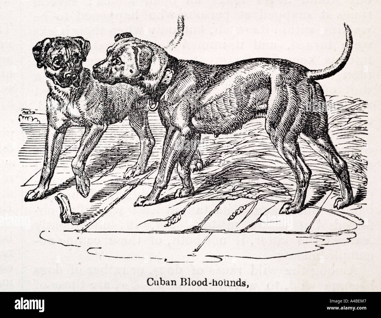 kubanische Hound Hund Tiere Hunde im freien Canis Lupus Säugetier Rasse ...