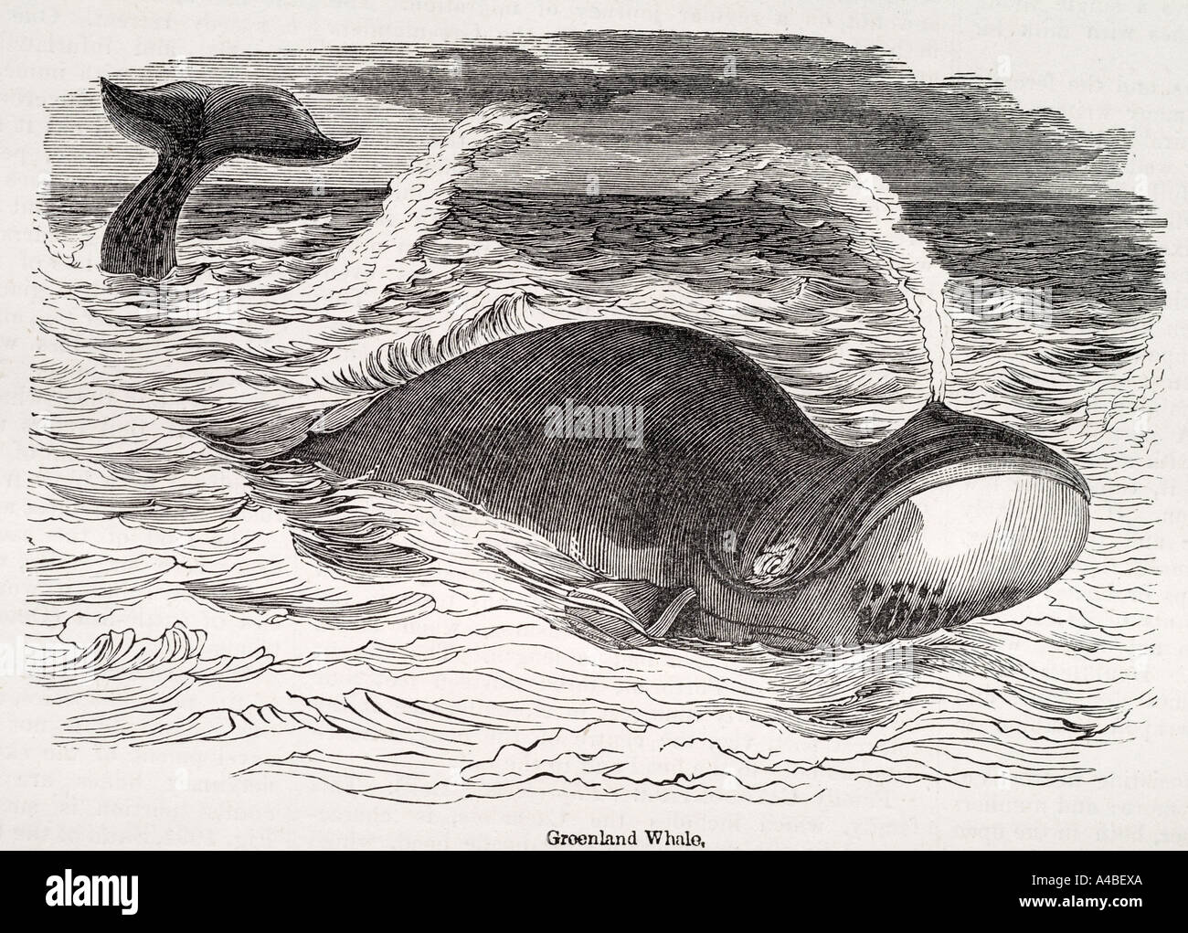 Grönland Wal Balaenoptera Musculus barten Säugetier Profil spritzenden ...