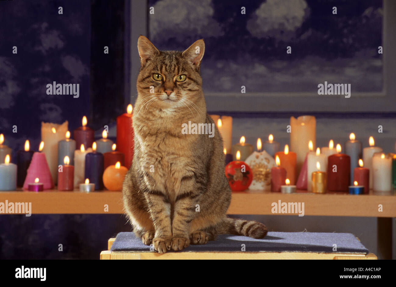 Tabby Katze - sitzen vor Kerzen Stockfotografie - Alamy