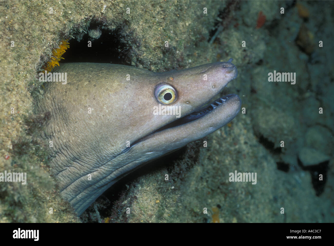 Viper moray -Fotos und -Bildmaterial in hoher Auflösung – Alamy