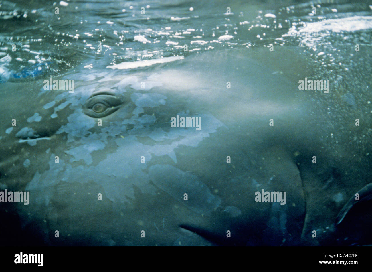 Wal Auge Pottwal Stockfotos und -bilder Kaufen - Alamy