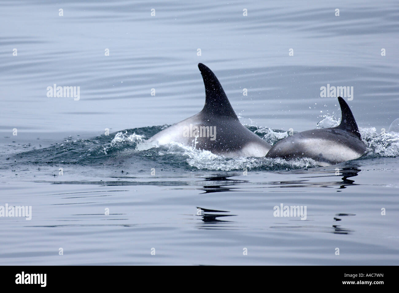 Weißen Schnabel Delphine (Lagenorhynchus Albirostris), zwei Personen ...