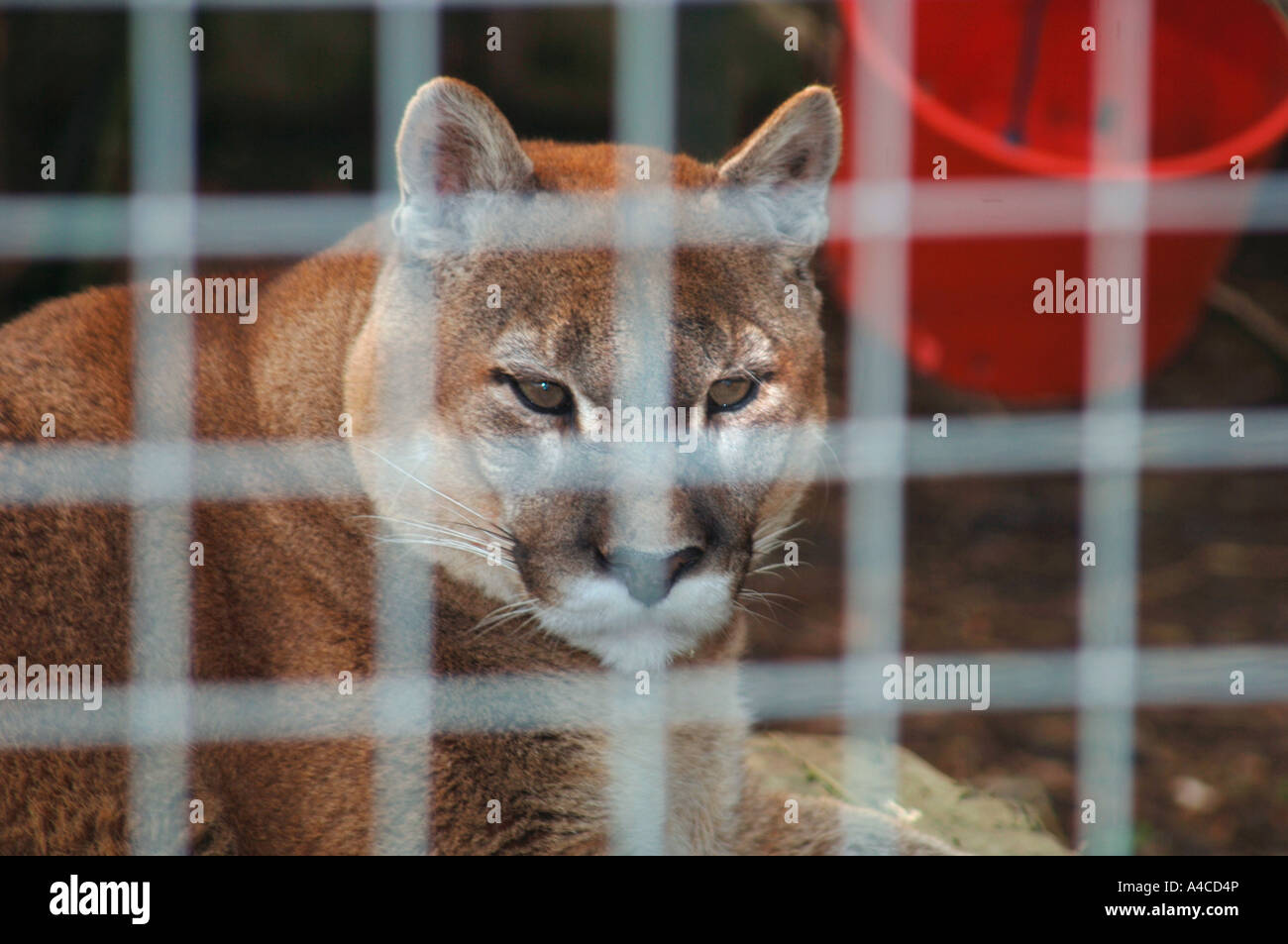 Lion bars -Fotos und -Bildmaterial in hoher Auflösung – Alamy