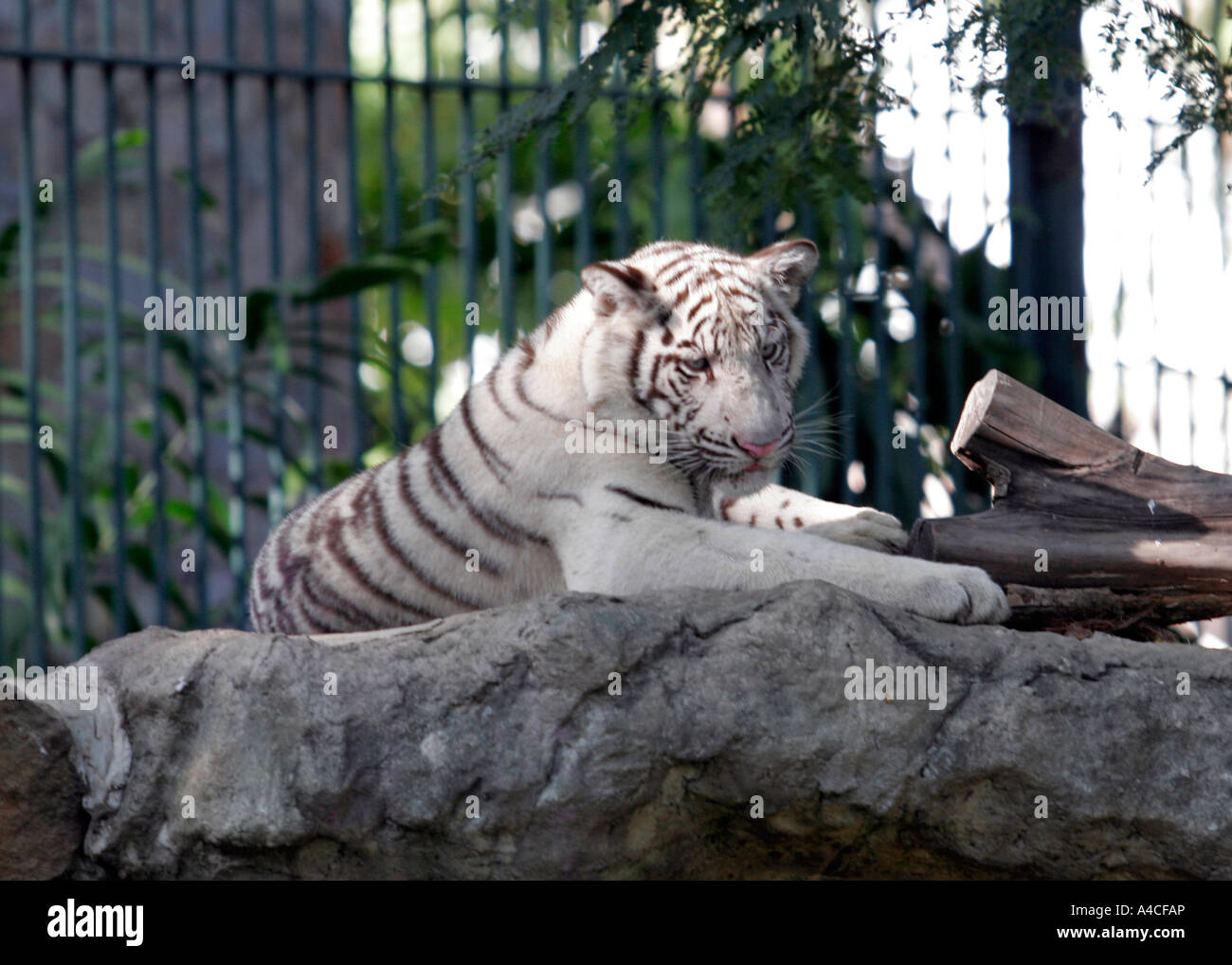 Dusit zoo bangkok -Fotos und -Bildmaterial in hoher Auflösung – Alamy