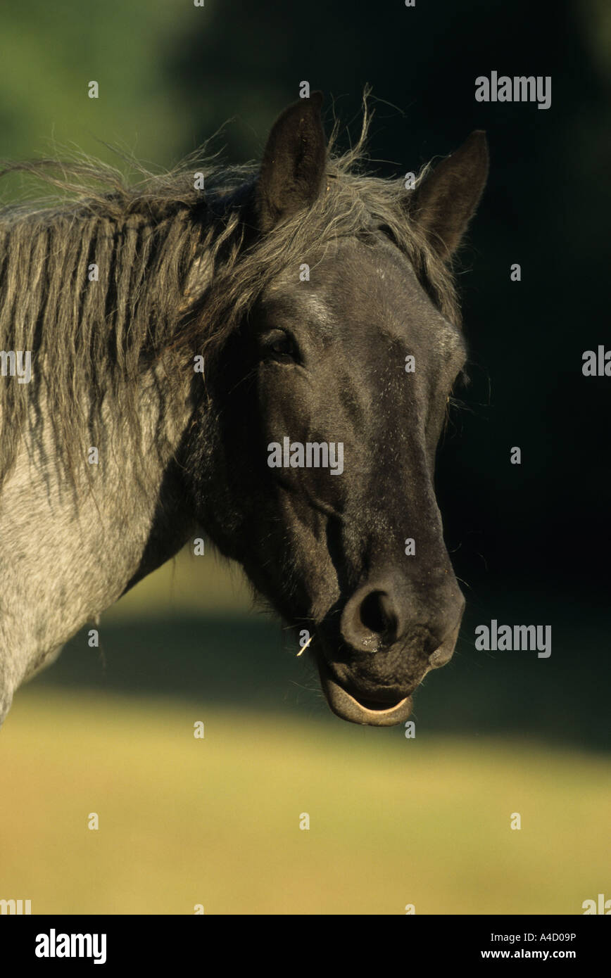 Noriker horse portrait -Fotos und -Bildmaterial in hoher Auflösung – Alamy