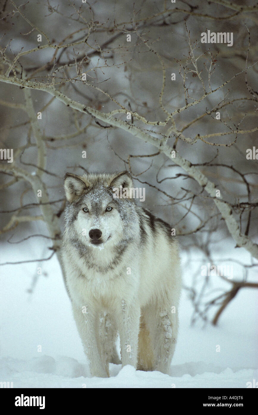 Gray wolves canis lupus -Fotos und -Bildmaterial in hoher Auflösung – Alamy