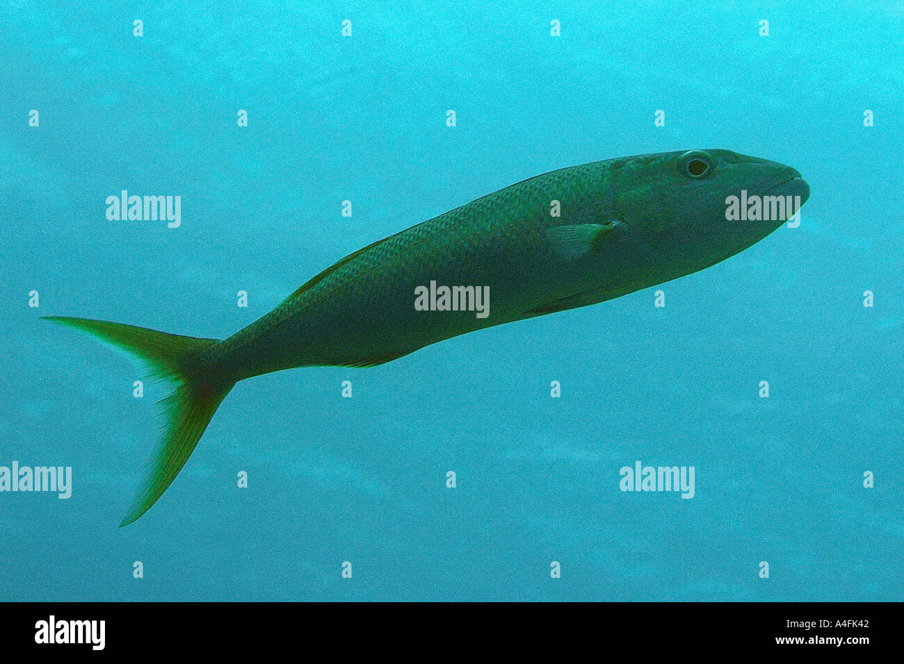 Green jobfish -Fotos und -Bildmaterial in hoher Auflösung – Alamy