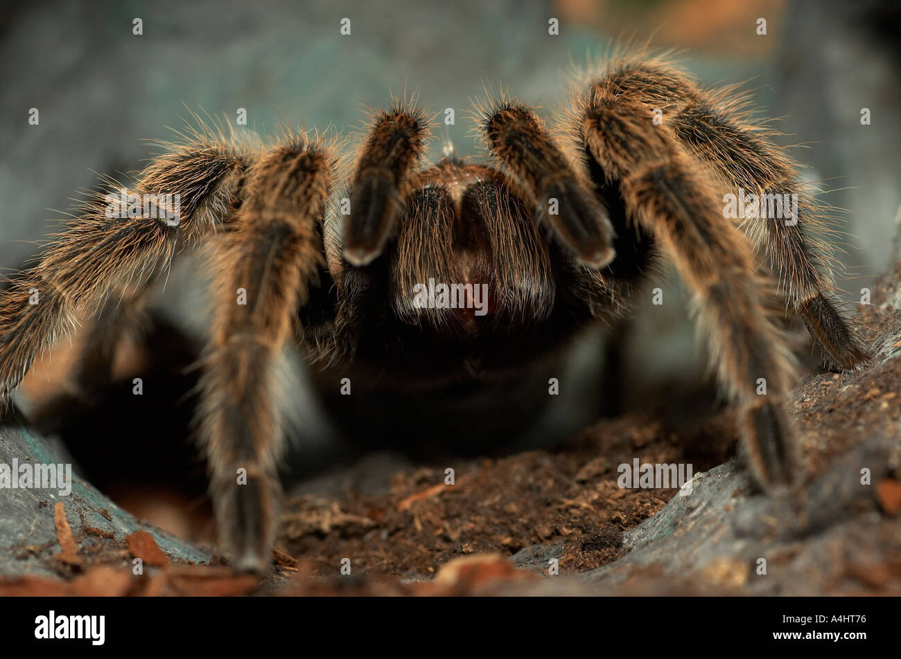 Tarantula attack -Fotos und -Bildmaterial in hoher Auflösung – Alamy
