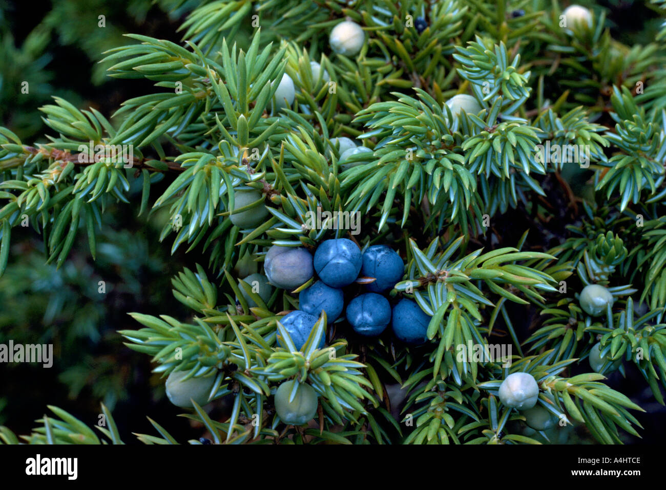 Gemeiner wacholder wacholder mit beeren -Fotos und -Bildmaterial in ...