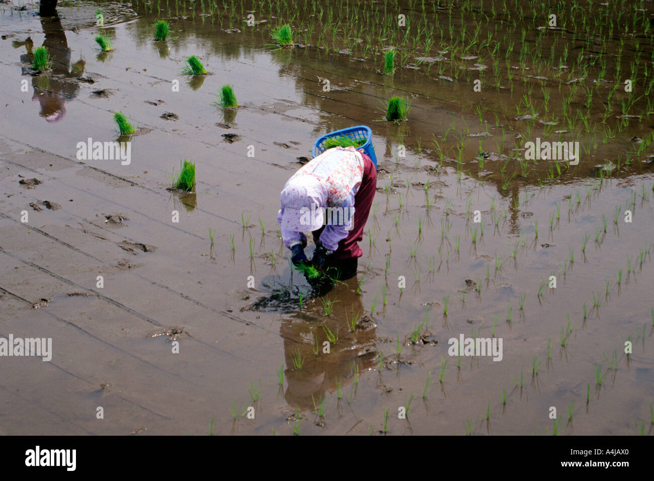 Japanese rice farm -Fotos und -Bildmaterial in hoher Auflösung – Alamy