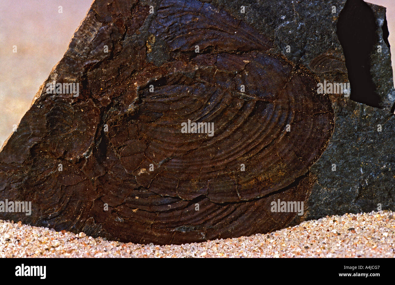 Gestein schiefer -Fotos und -Bildmaterial in hoher Auflösung – Alamy
