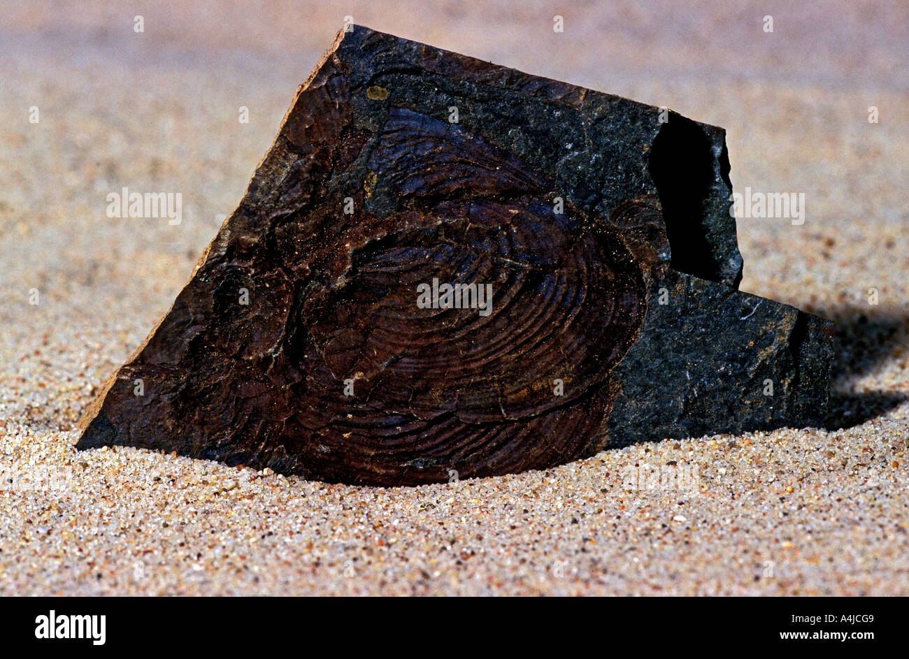Gestein schiefer -Fotos und -Bildmaterial in hoher Auflösung – Alamy