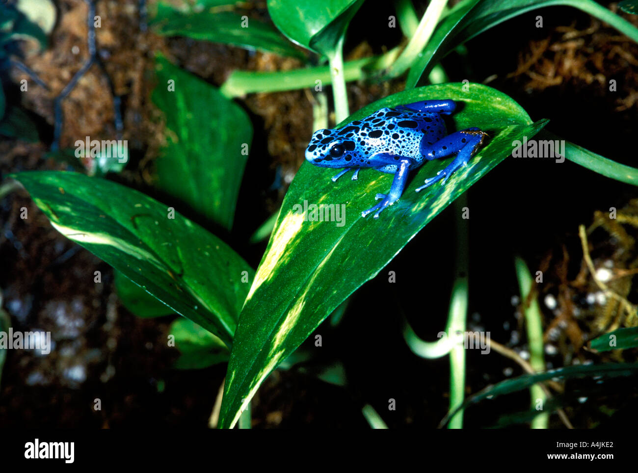 Azurblauer pfeilgiftfrosch -Fotos und -Bildmaterial in hoher Auflösung ...