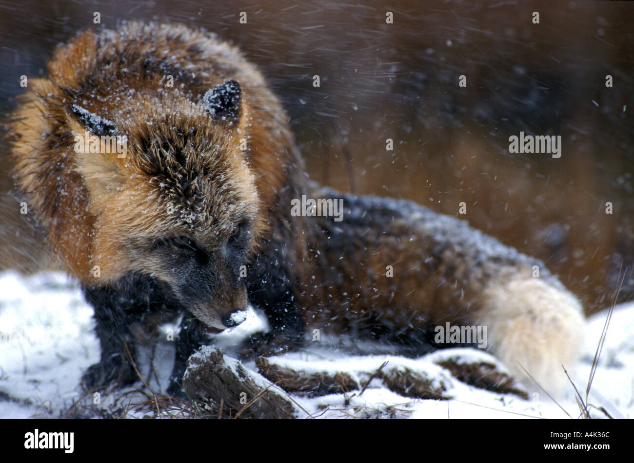 Rotfuchs vulpes vulpes kreuzphase -Fotos und -Bildmaterial in hoher ...