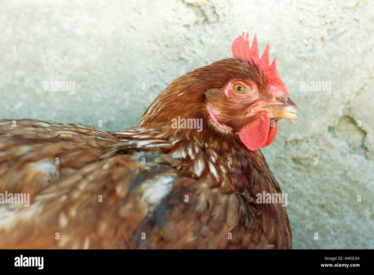 Outdoor henne teil -Fotos und -Bildmaterial in hoher Auflösung – Alamy