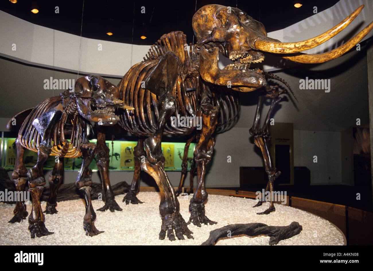 Mammuthus imperator -Fotos und -Bildmaterial in hoher Auflösung – Alamy