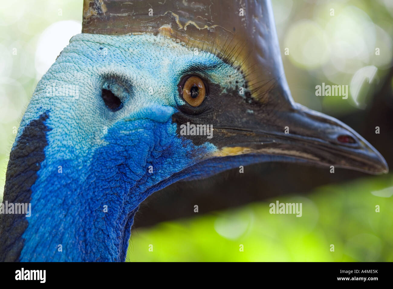 Kasuar australien -Fotos und -Bildmaterial in hoher Auflösung – Alamy