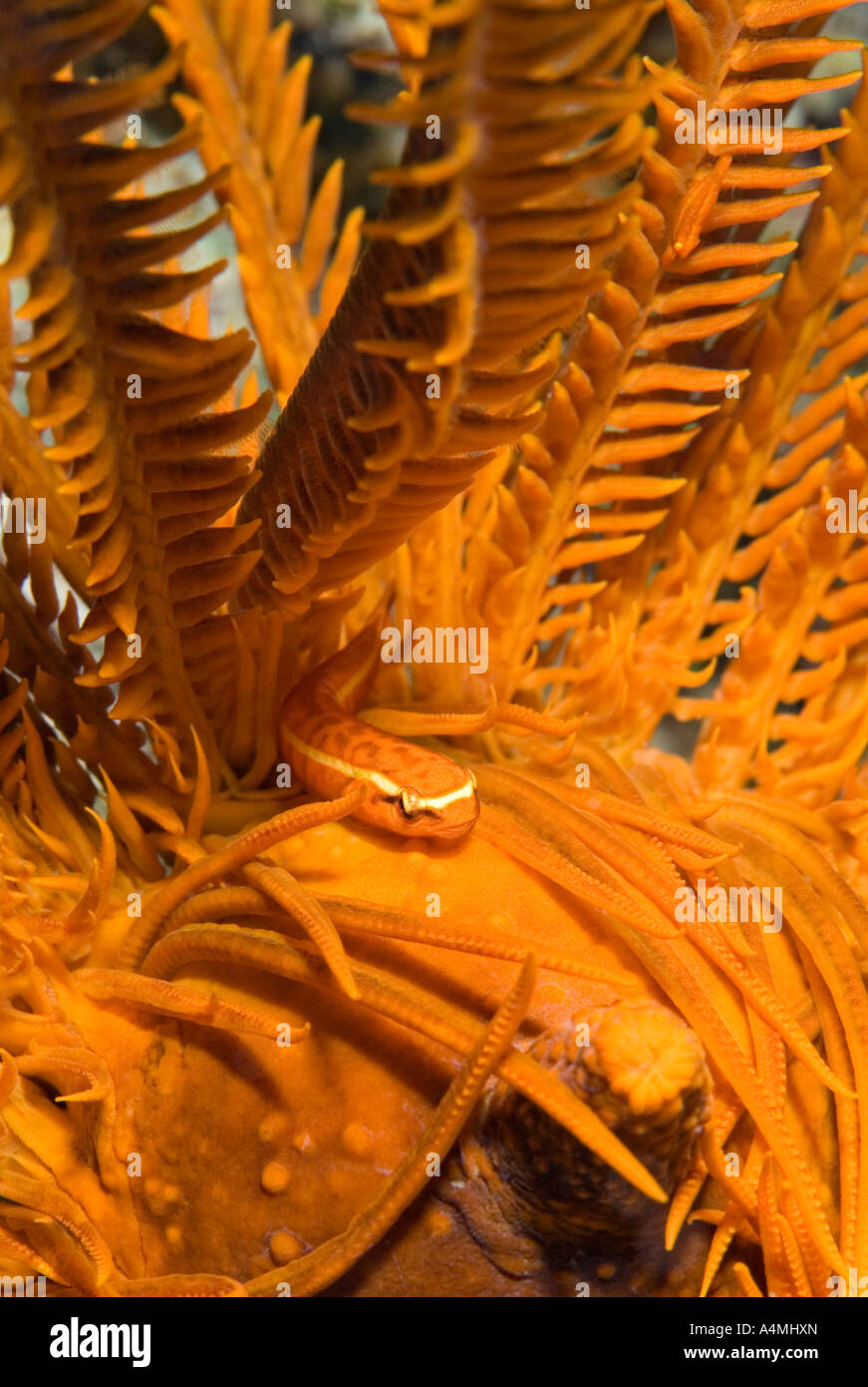 eine winzige orange Clingfish, Discotrema Echinophila versteckt sich in ...