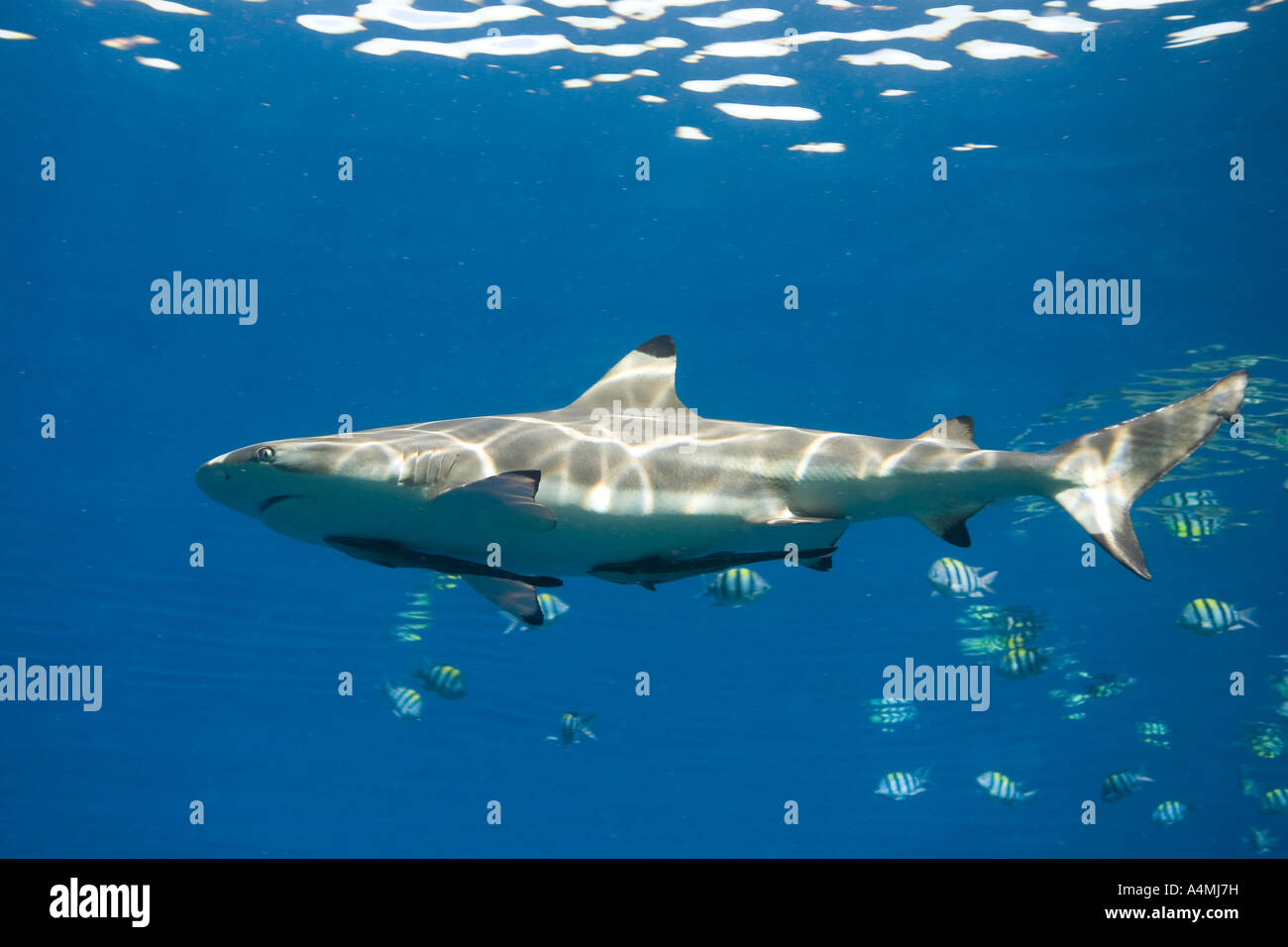 Schwarzspitzen Riffhai, Carcharhinus melanopterus, Schwimmen unter ...