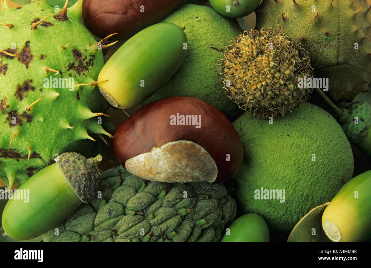 Arbre Ornamental Stockfotos und -bilder Kaufen - Alamy