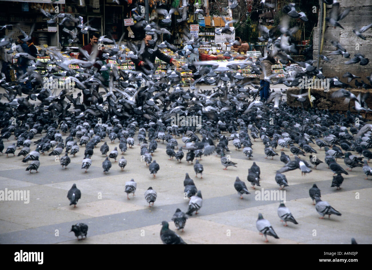 Viele Tauben auf einem Platz in Istanbul, Türkei Stockfotografie - Alamy
