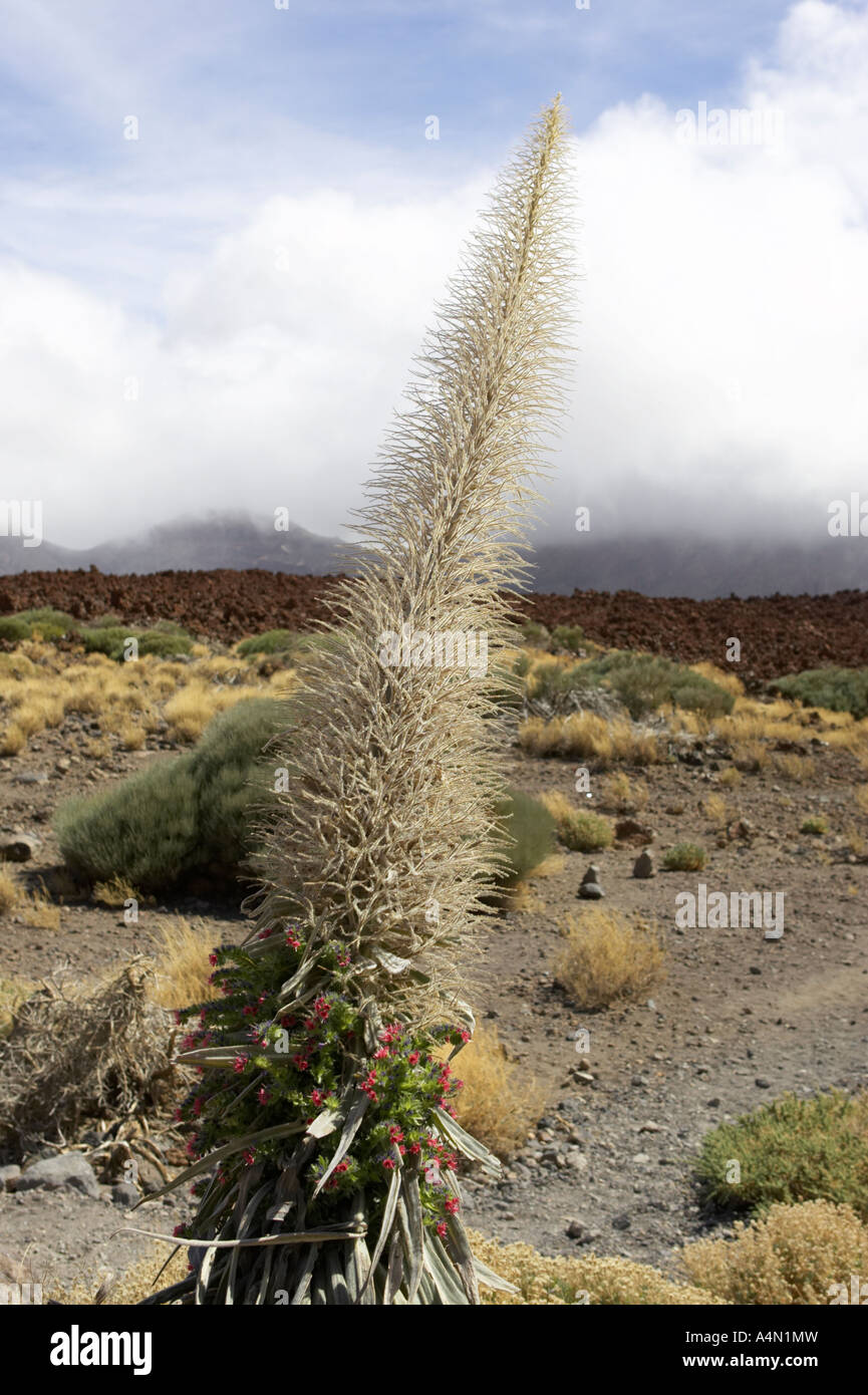 Tajinaste rojo echium wildpretii in -Fotos und -Bildmaterial in hoher ...