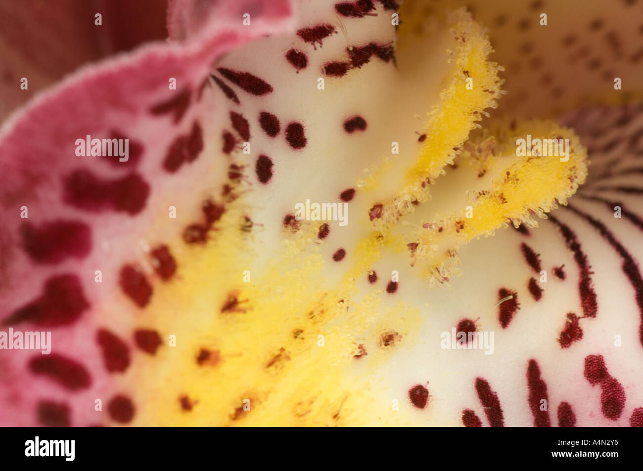 Madeira Orchid Portugal Yellow Stockfotos und -bilder Kaufen - Alamy