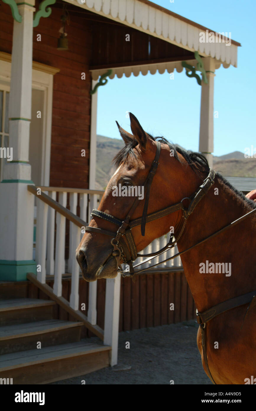 Pferde profil -Fotos und -Bildmaterial in hoher Auflösung – Alamy
