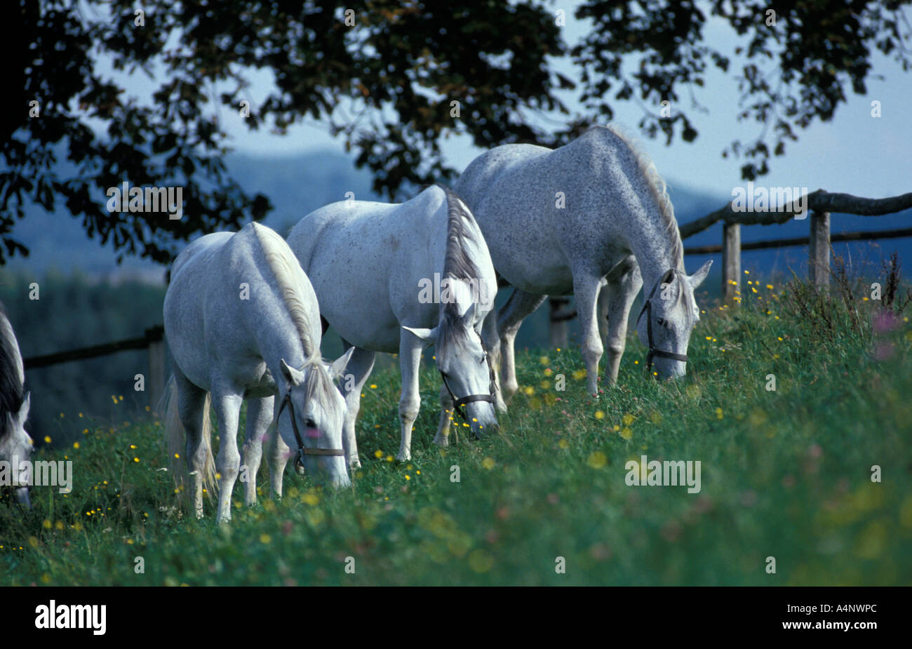 Lipizzaner Stud Piber Stockfotos und -bilder Kaufen - Alamy