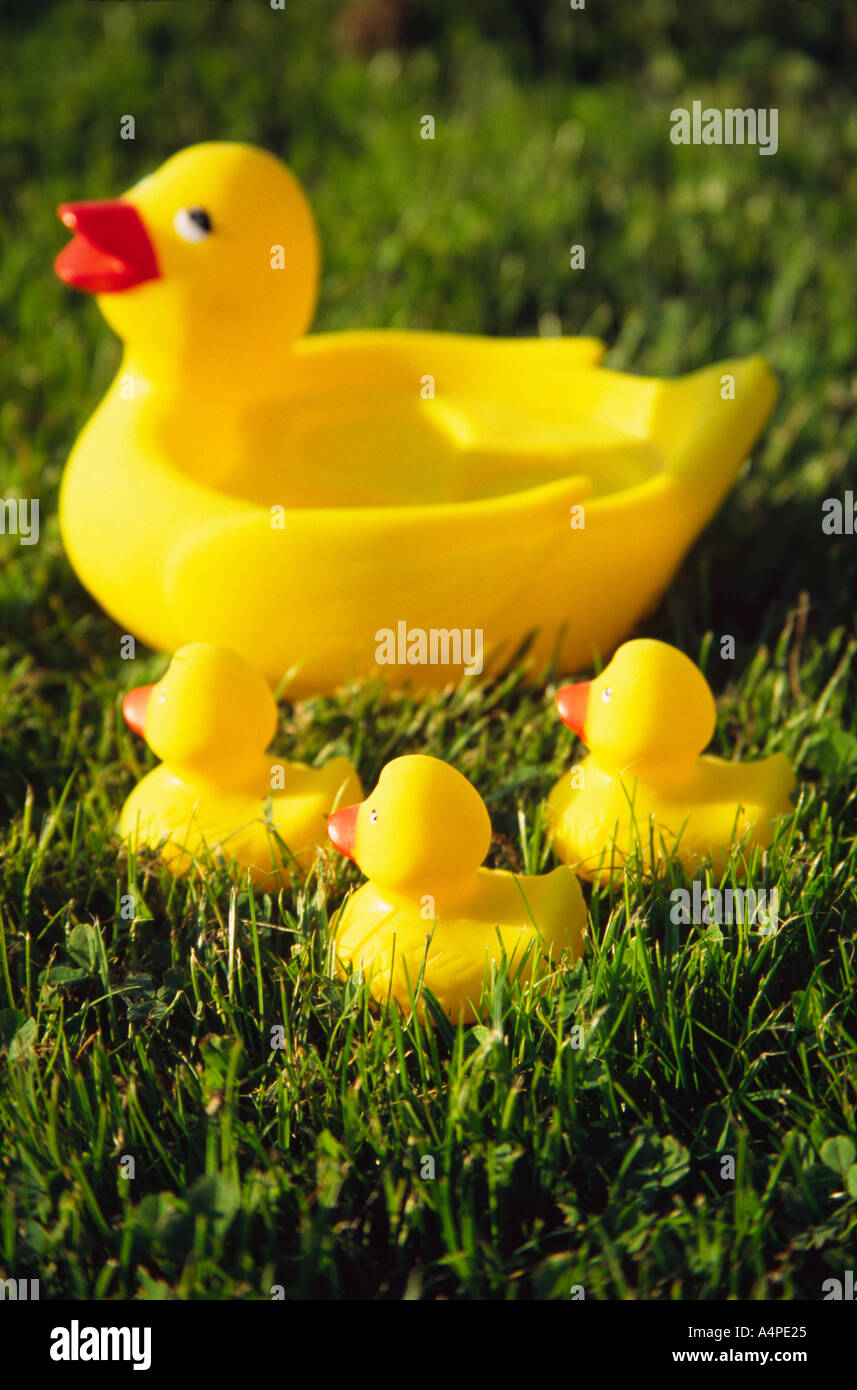 Drei kleine gelbe enten -Fotos und -Bildmaterial in hoher Auflösung – Alamy