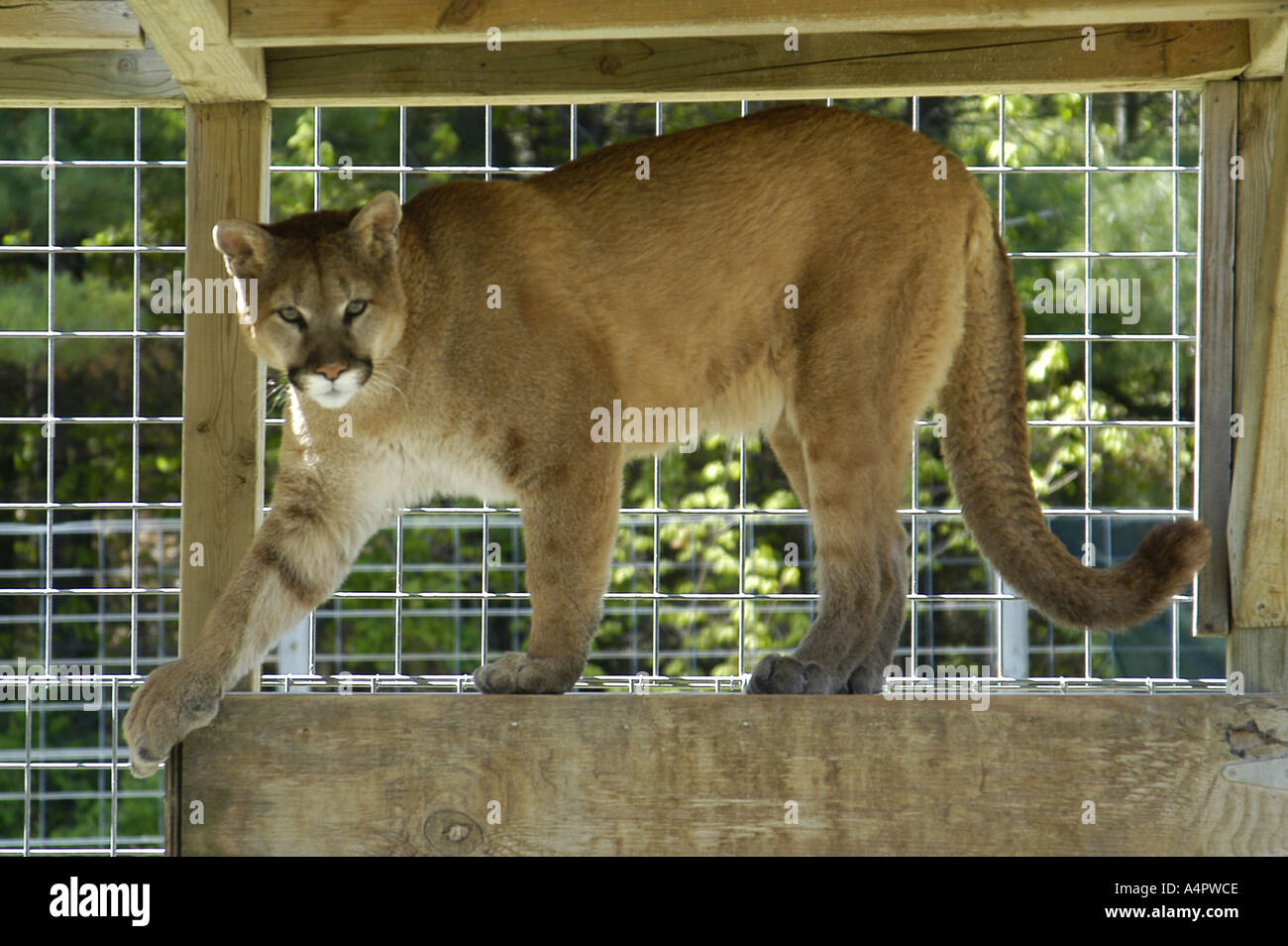 Cougar puma wasserpanther -Fotos und -Bildmaterial in hoher Auflösung – Alamy