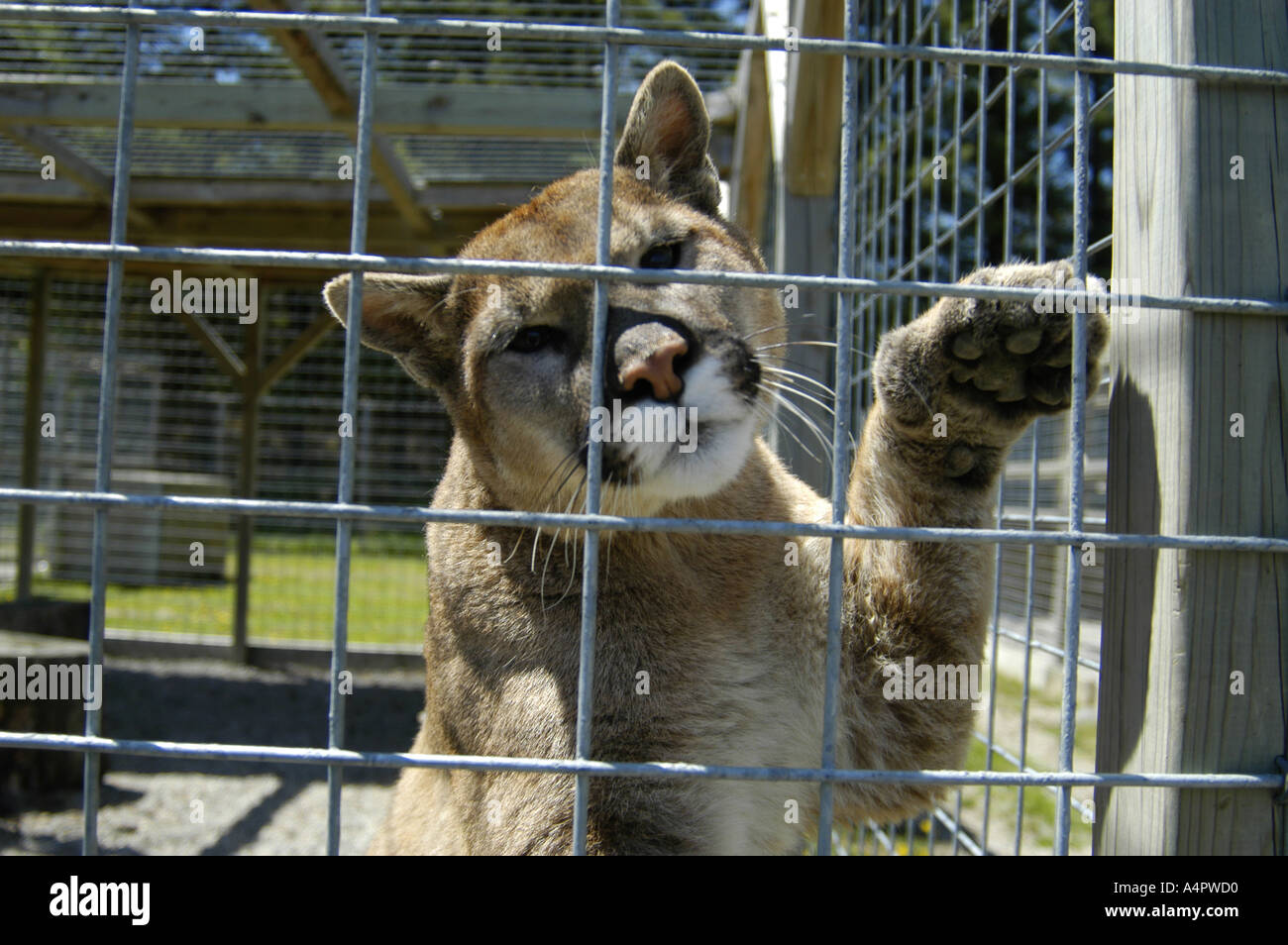 Cougar puma wasserpanther -Fotos und -Bildmaterial in hoher Auflösung – Alamy