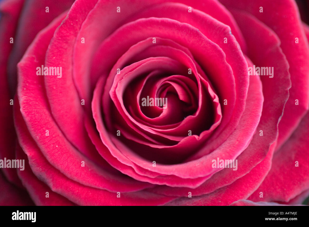 Spray Von Farbigen Rosen Fotos Und Bildmaterial In Hoher Auflösung