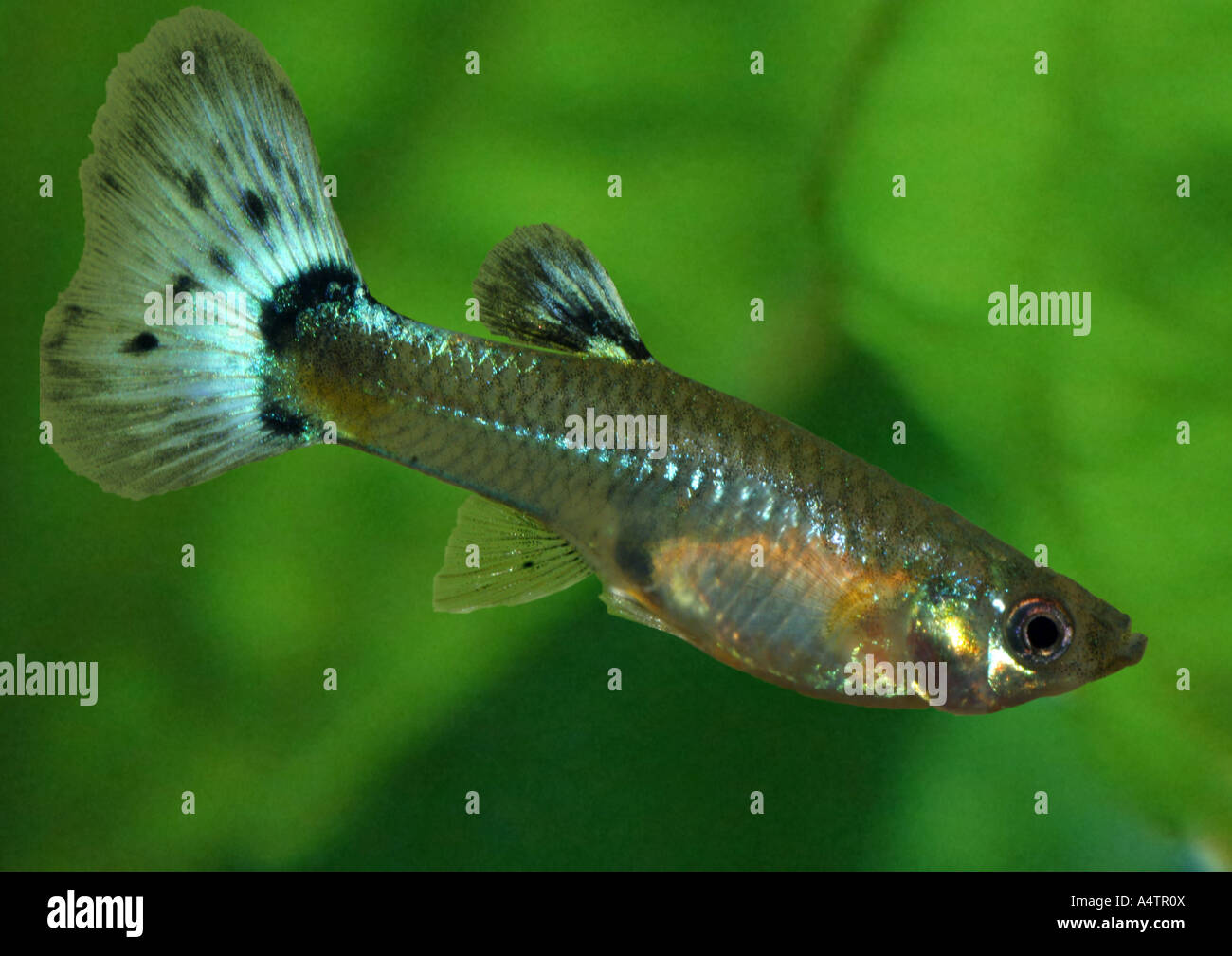 Guppy / Poecilia Reticulata Stockfotografie - Alamy
