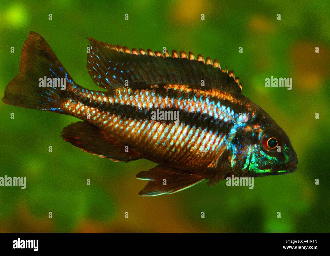 lila Buntbarsch / Pelvicachromis Pulcher Stockfotografie - Alamy